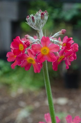 Primula chungensis | Candelabra Primrose | plant lust