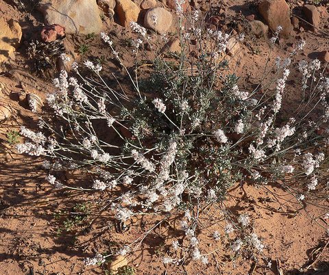 Eriogonum wrightii | Eriogonum wrightii var. wrightii | Bastard Sage | Snow Mesa Buckwheat ...