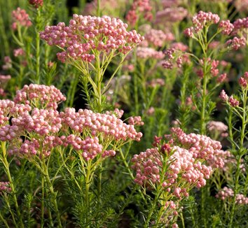 Ozothamnus from multiple nurseries on Plant Lust