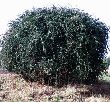 Ehretia from multiple nurseries on Plant Lust