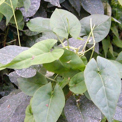 Fallopia multiflora | Persicaria multiflorum | Polygonum multiflorum ...