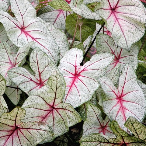 Caladium 'White Queen' | White Queen Caladium | plant lust