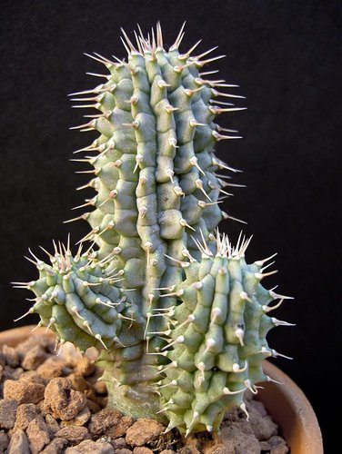 Hoodia ruschii | Queen of the Namib | plant lust