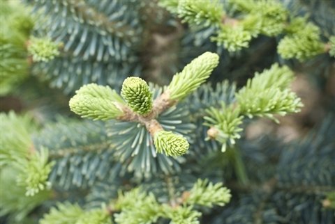 Abies lasiocarpa var. arizonica 'Glauca Compacta' | Abies lasiocarpa ...