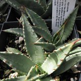 Agave gracilipes 'Guadalupe' | Agave x gracilis | plant lust