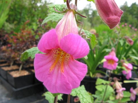 Rehmannia elata | Rehmannia angulata | Beverly Bells | Chinese Foxglove ...