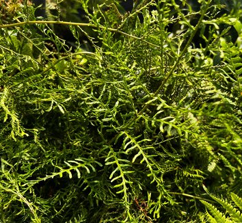 Dryopteris from multiple nurseries on Plant Lust