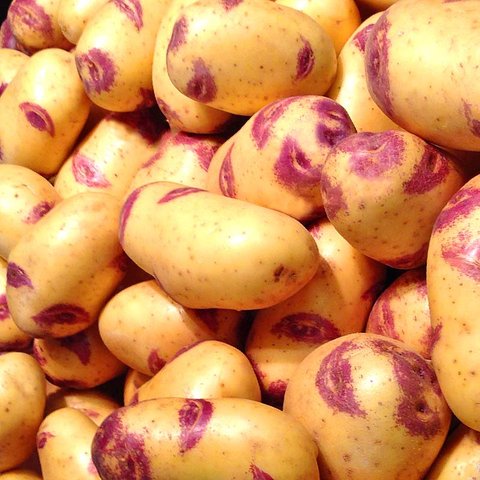 Blue Belle Potato | plant lust