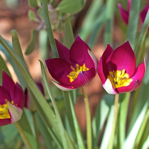 Tulipa humilis 'Persian Pearl' | Persian Pearl Species Tulip | plant lust
