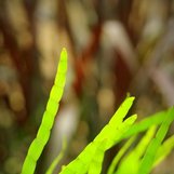 Homalocladium platycladum | Centipede Plant | Ribbon Bush | Ribbon ...