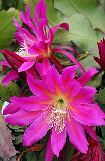 Epiphyllum 'Space Rocket' | Space Rocket Orchid Cactus | plant lust