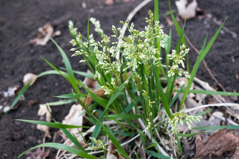 Hierochloe odorata | Buffalo Grass | Holy Grass | Seneca Grass | plant lust