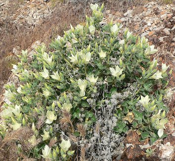 Eucnide from multiple nurseries on Plant Lust