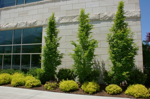 Carpinus betulus 'Fastigiata' | Columnar European Hornbeam | Common ...