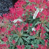 Pieris japonica 'Compacta' | Compacta Dwarf Andromeda | plant lust