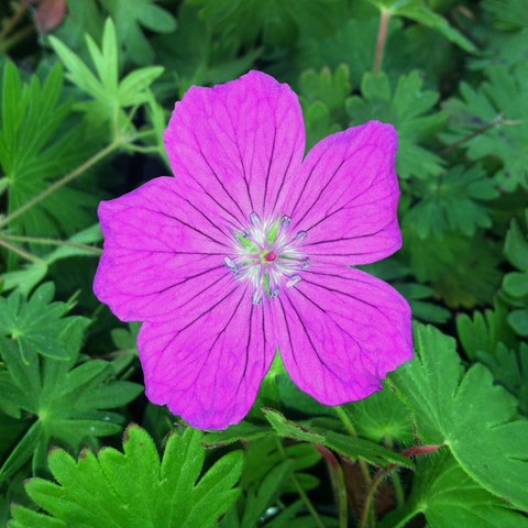 Geranium sanguineum 'Vision Violet' | Vision Violet Bloody Cranesbill ...