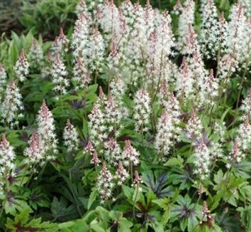Tiarella from multiple nurseries on Plant Lust