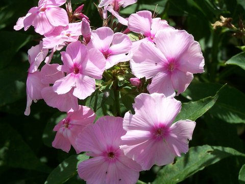 Phlox paniculata 'Lady Clare' | Lady Clare Tall Garden Phlox | plant lust