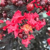 Lagerstroemia Center Stage® Red PP32515 | | plant lust