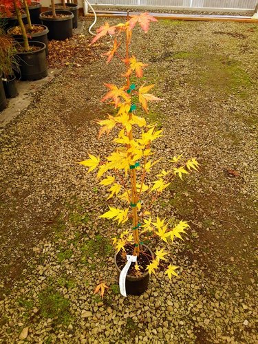 Acer palmatum 'Wildfire' | Wildfire Japanese Maple | plant lust