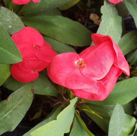 Euphorbia x lomii [Supergrandiflora Red] | Euphorbia milii var ...