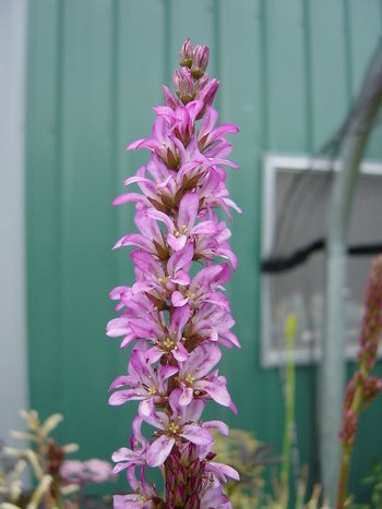 Francoa sonchifolia 'Rogerson's Form' | Rogerson's Form Maiden's Wreath ...