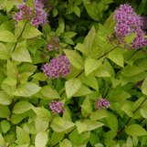 Spiraea japonica Limemound® | Spiraea japonica 'Lime Mound' | Spiraea ...