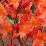 Arneson Gem Azalea | Azalea 'Arneson Gem' | plant lust