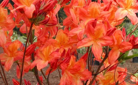 Arneson Gem Azalea | Azalea 'Arneson Gem' | plant lust