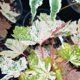 Acer pseudoplatanus 'Esk Sunset' | Acer pseudoplatanus 'Eskimo Sunset ...