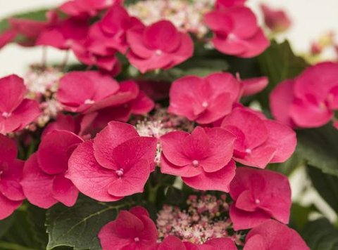 Hydrangea macrophylla Cherry Explosion™ | Cherry Explosion™ Bigleaf ...