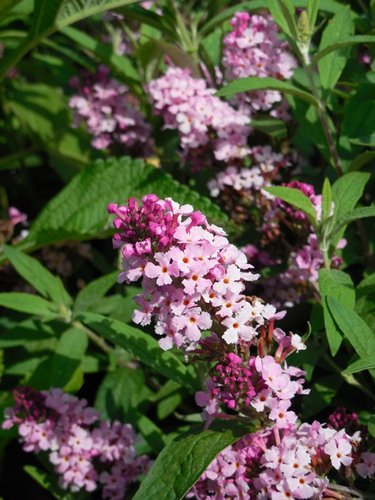 Buddleja Buzz™ Soft Pink | Buddleja x 'Buzz™ Soft Pink | Buzz™ Soft ...