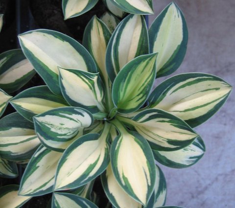 Hosta 'Pure Heart' | | plant lust