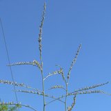 Hesperaloe funifera | Yucca funifera | Giant Hesperaloe | New Mexico ...