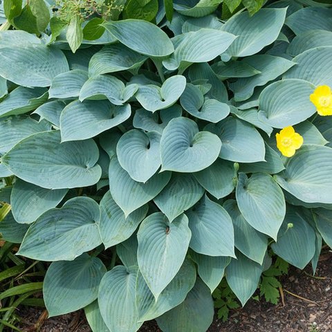 Hosta 'Halcyon' | Hosta 'Halycon' | Halcyon Hosta Lily | plant lust