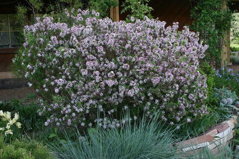 Daphne x burkwoodii 'Carol Mackie' | Carol Mackie Daphne | Daphne ...