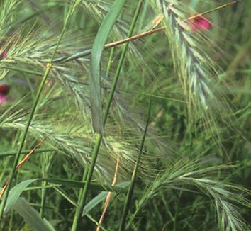 Elymus from multiple nurseries on Plant Lust