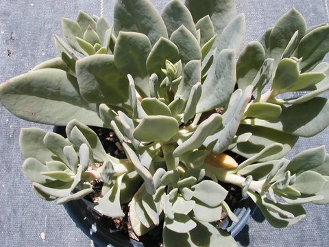Cistanthe grandiflora 'Violet Showers' | Cistanthe spectabilis 'Violet ...