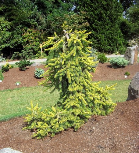 Picea abies 'Gold Drift' | Gold Drift Weeping Norway Spruce | plant lust