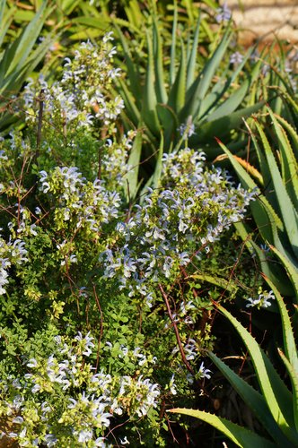 Salvia chamelaeagnea | Rough Blue Sage | plant lust