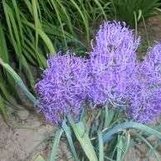 Muscari comosum 'Plumosum' | Muscari plumosa | Feather Muscari | plant lust