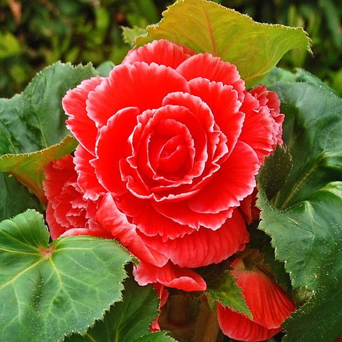 Begonia x tuberhybrida 'Picotee Lace Red' | Picotee Lace Red Tuberous ...