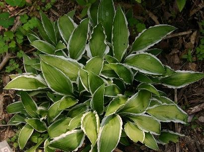 Hosta 'Princess Of Karafuto' | Hosta 'Hime Karafuto' | plant lust