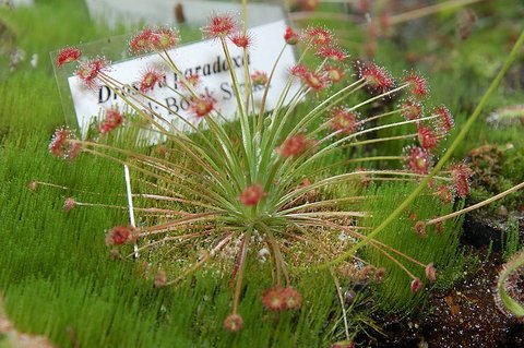 Drosera paradoxa | Sundew | plant lust