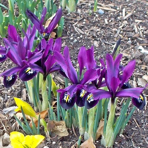 Iris 'George' | Iris histrioides 'George' | George Dwarf Iris | plant lust