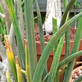 Sansevieria fischeri | Boophone fischeri | Dracaena singularis ...