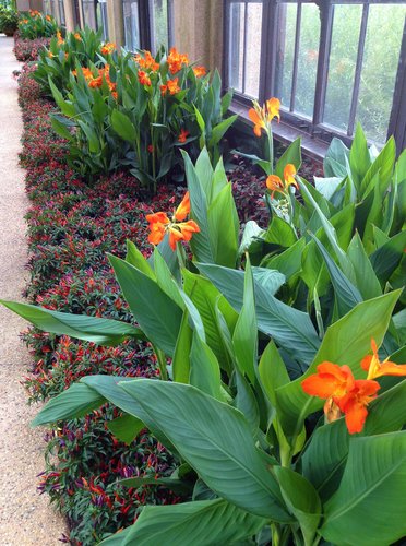 Sangria Ornamental Pepper | plant lust