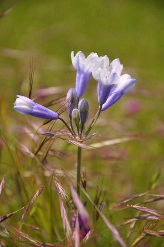 Triteleia grandiflora var. howellii | Brodiaea howellii | Bicolor ...