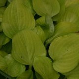 Hosta 'Gold Drop' | plant lust