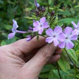 Phlox paniculata 'Blue Boy' | Blue Boy Tall Garden Phlox | plant lust